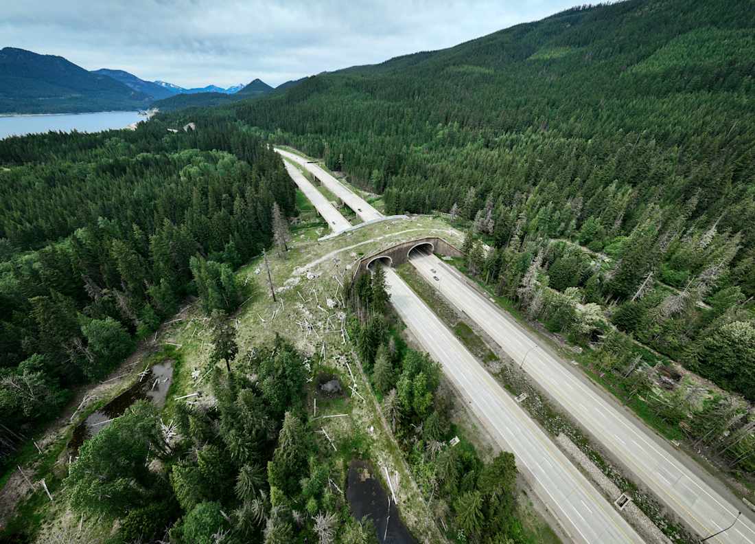 How to Make Roads Safer for Drivers and Animals?...
