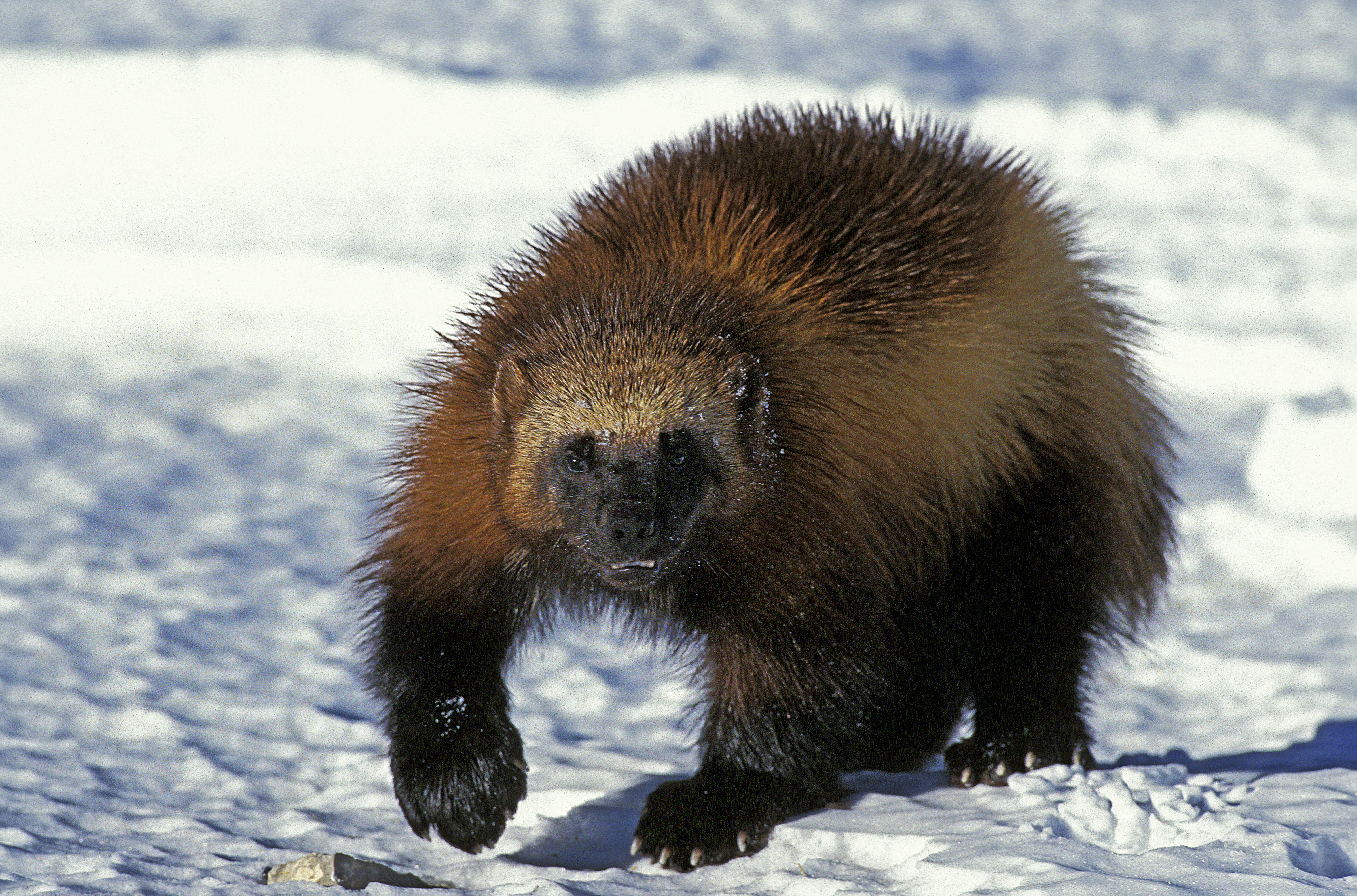 Bipartisan Effort Brings Wolverines Back to Colorado’s...